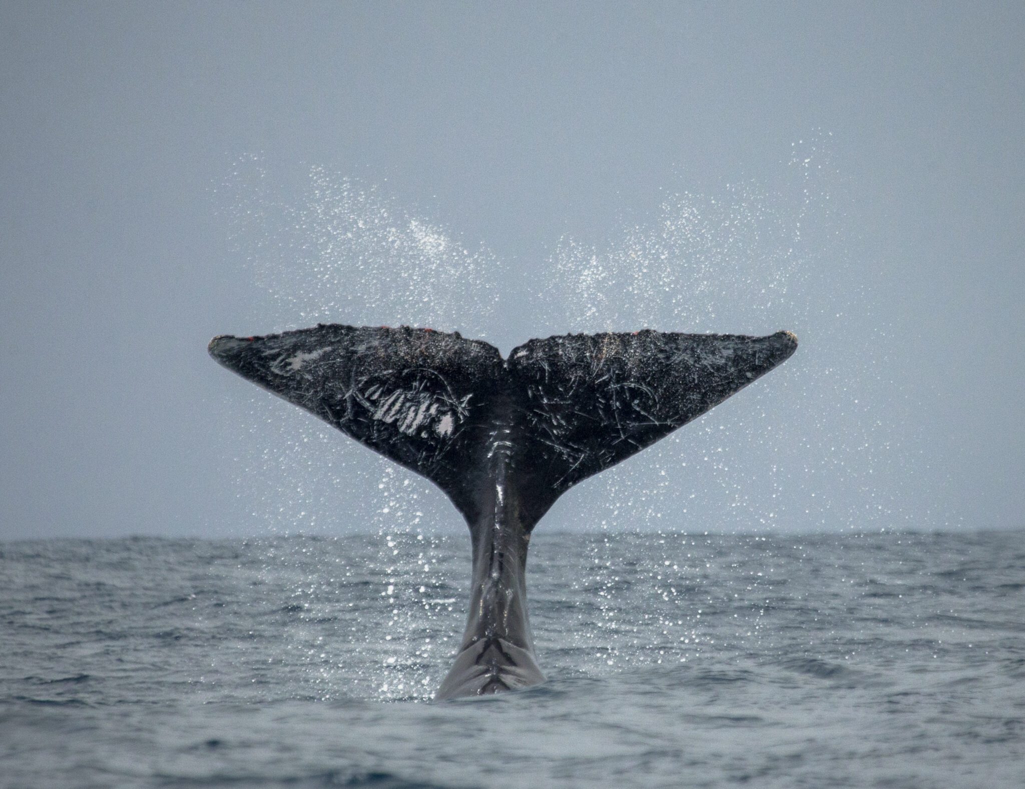 Whale Watching Holidays in South Africa 2026 | South Coast Explore